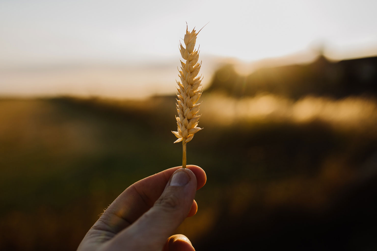 Growing Together Until the Harvest: The Tares in the Wheat and the Net ...