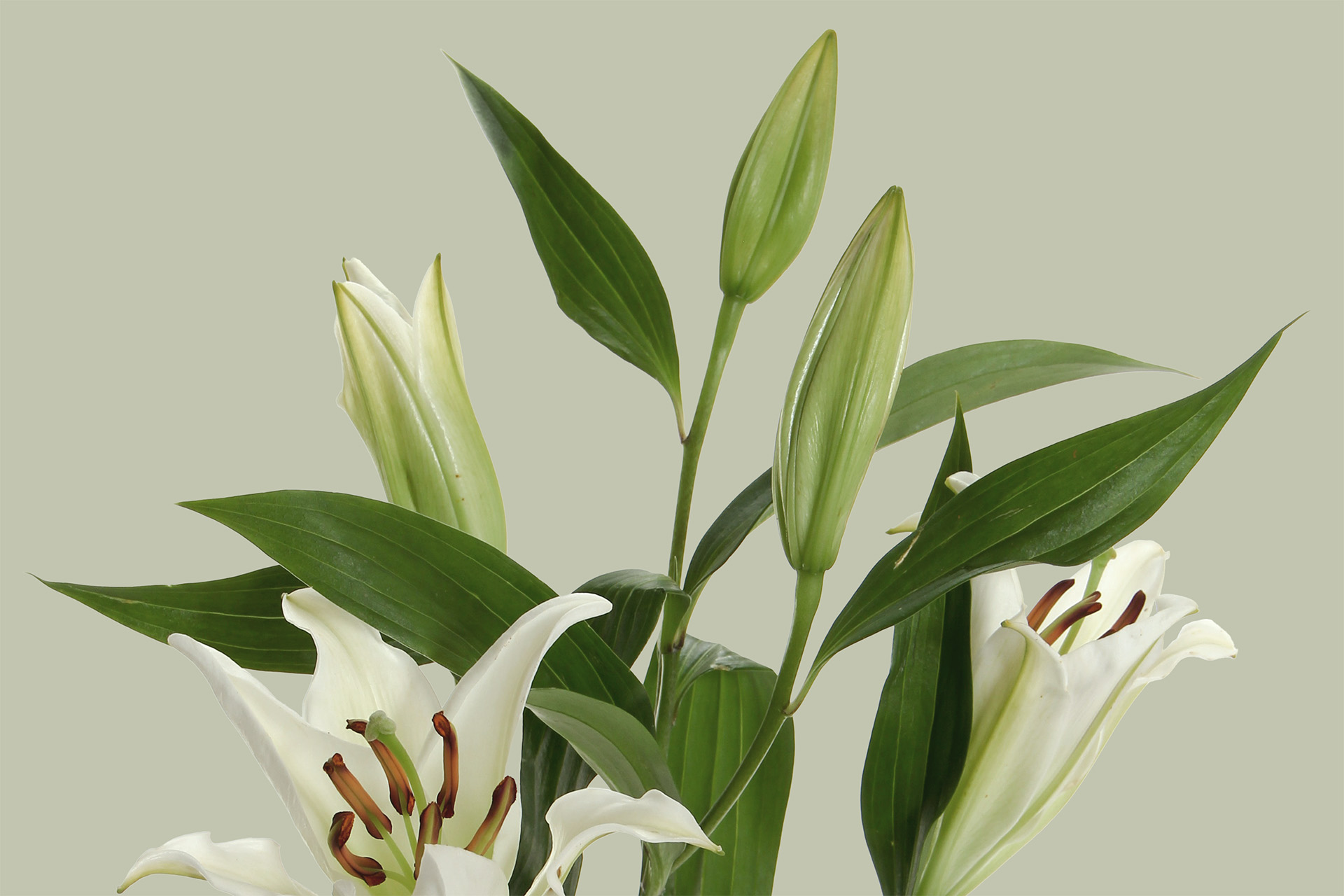 Quiet Revelation | Conversatio Divina